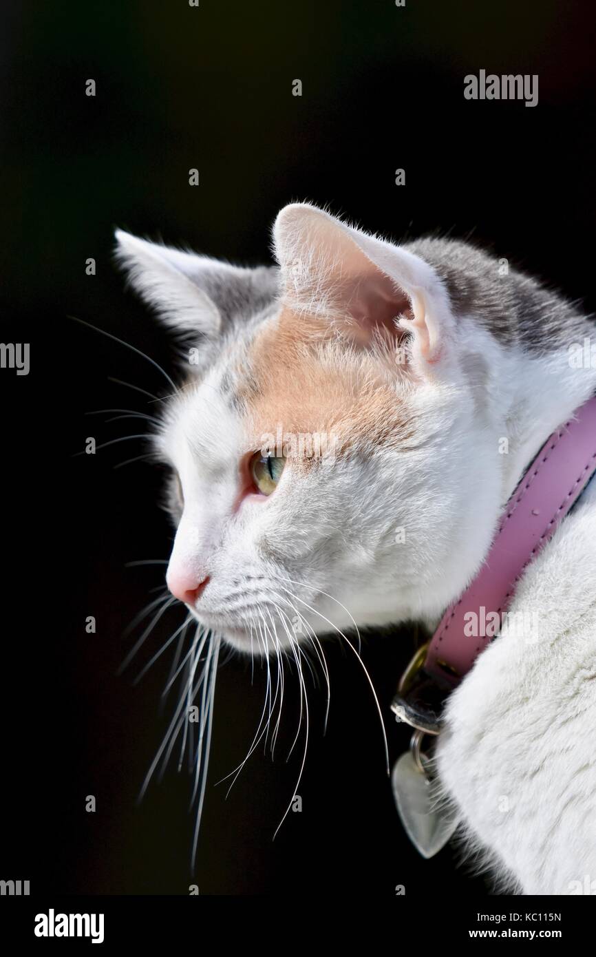 Calico cat (Felis catus Stock Photo - Alamy