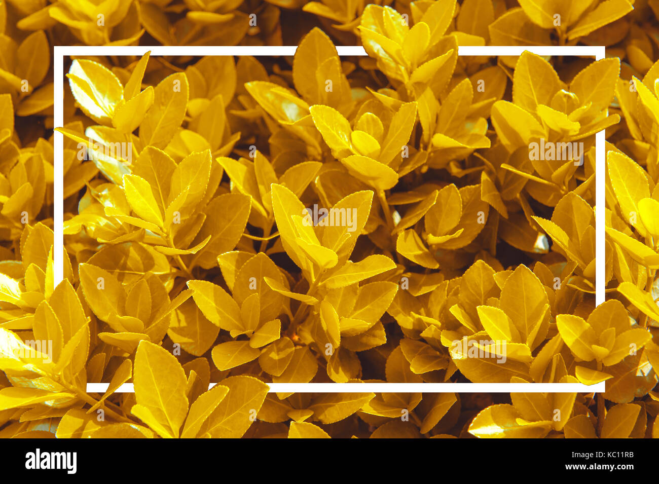 Yellow leaves on nature background hi-res stock photography and images ...