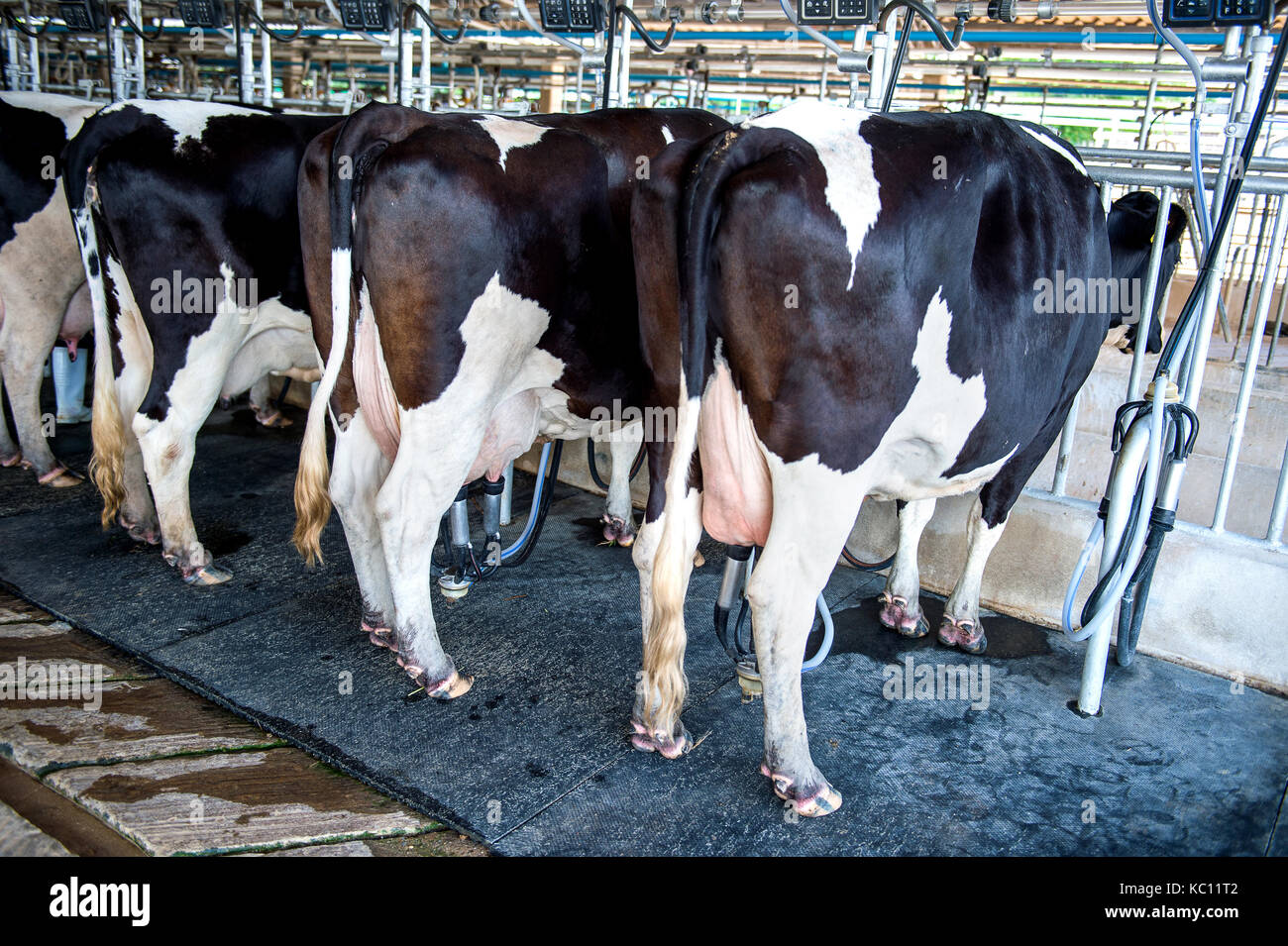 Cows in farm, Cow milking facility with modern milking machines Stock ...