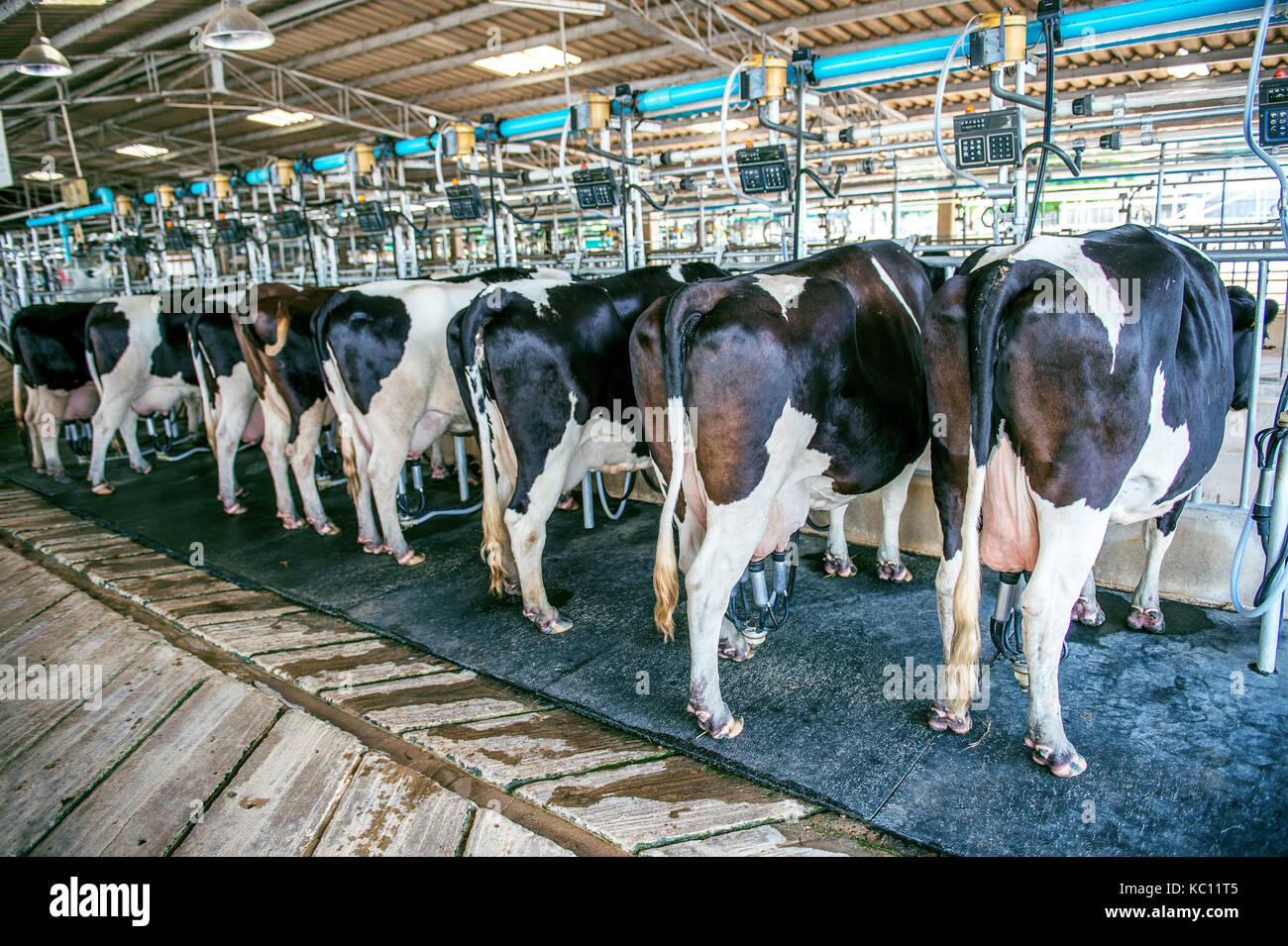 Cows in farm, Cow milking facility with modern milking machines Stock ...