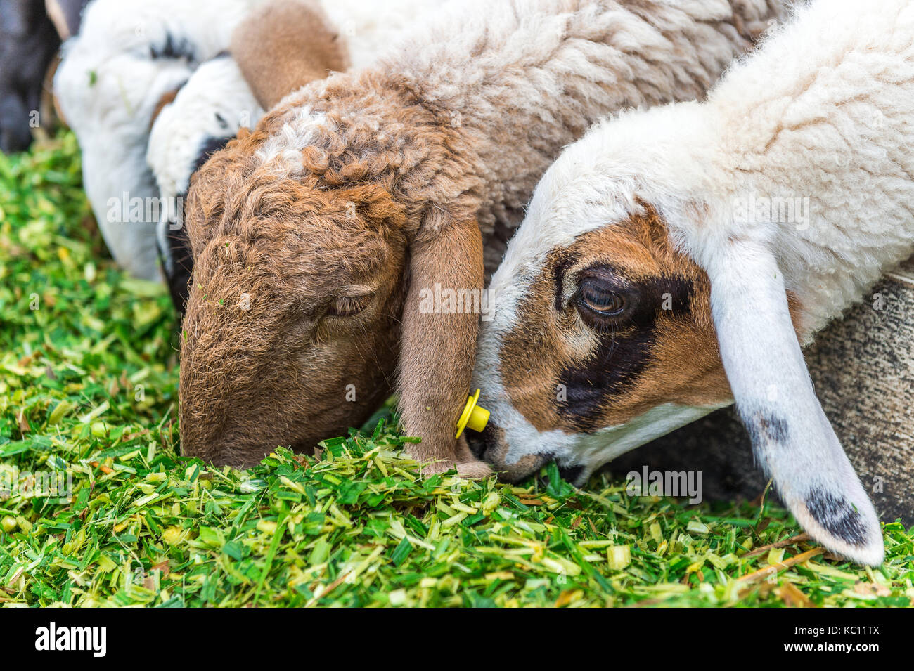 sheep eating grass Stock Photo - Alamy