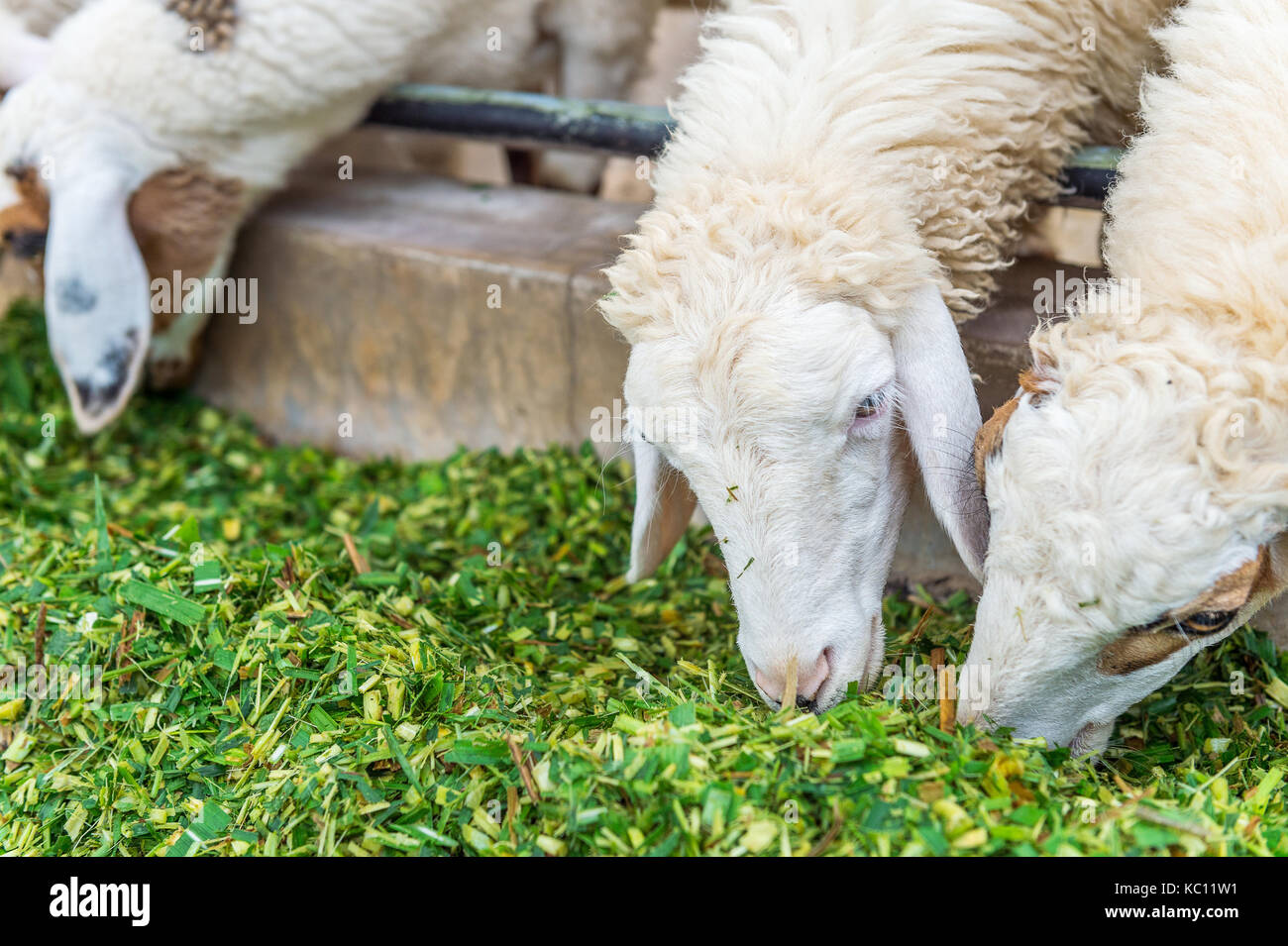 sheep eating grass Stock Photo - Alamy