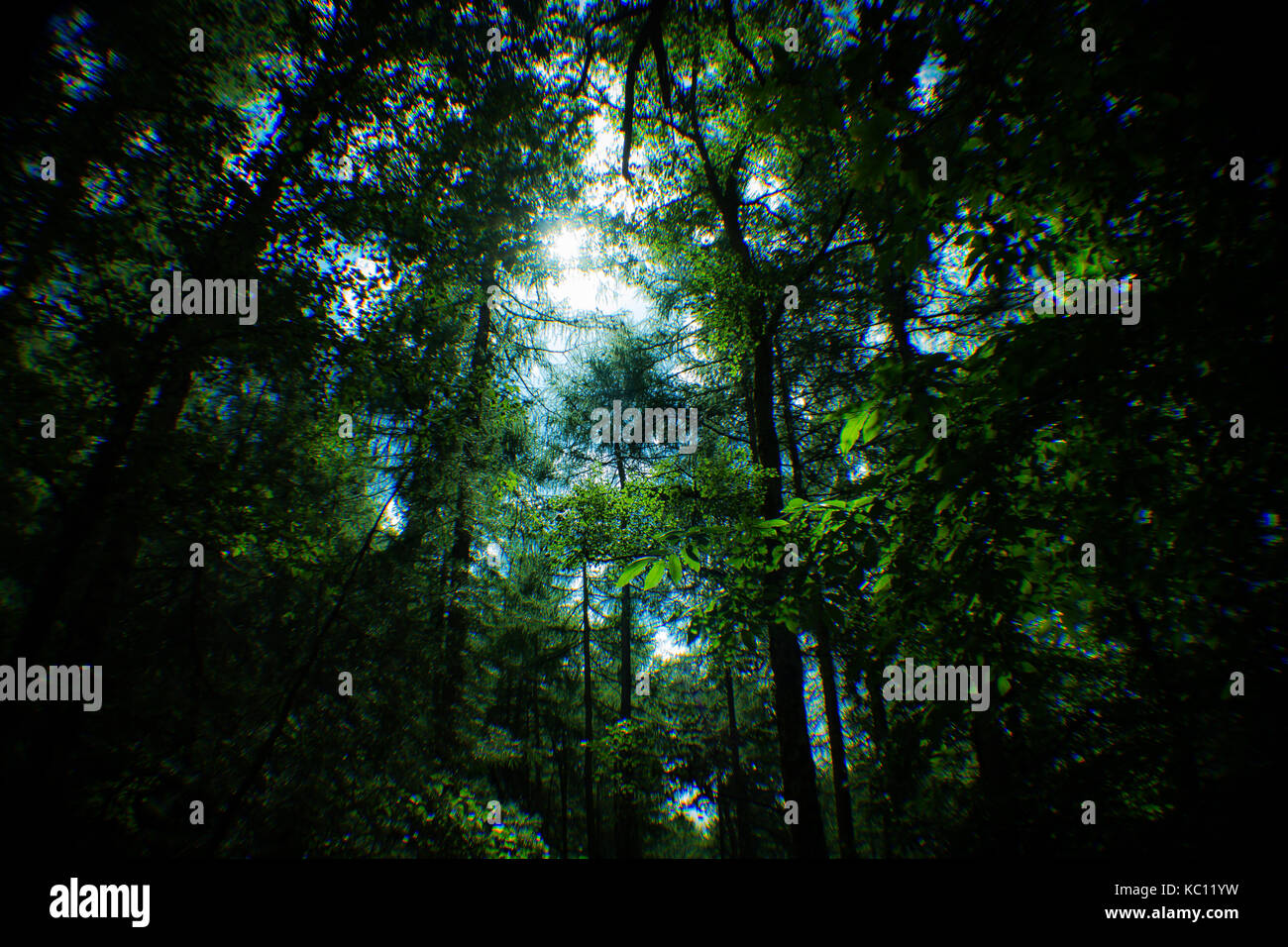 Discover the forest hi-res stock photography and images - Alamy