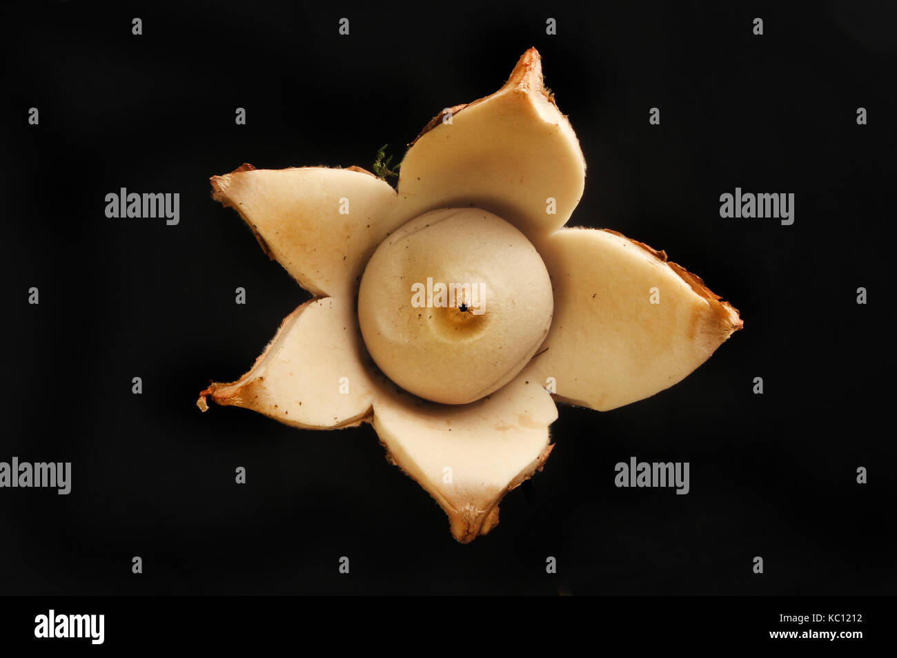 Earthstar fungus, Geastrum triplex, isolated against black Stock Photo ...