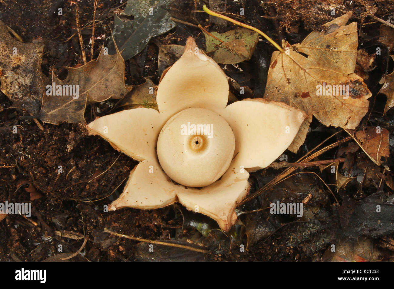 Earthstar fungus, Geastrum triplex, on a bed of dead leaves Stock Photo ...