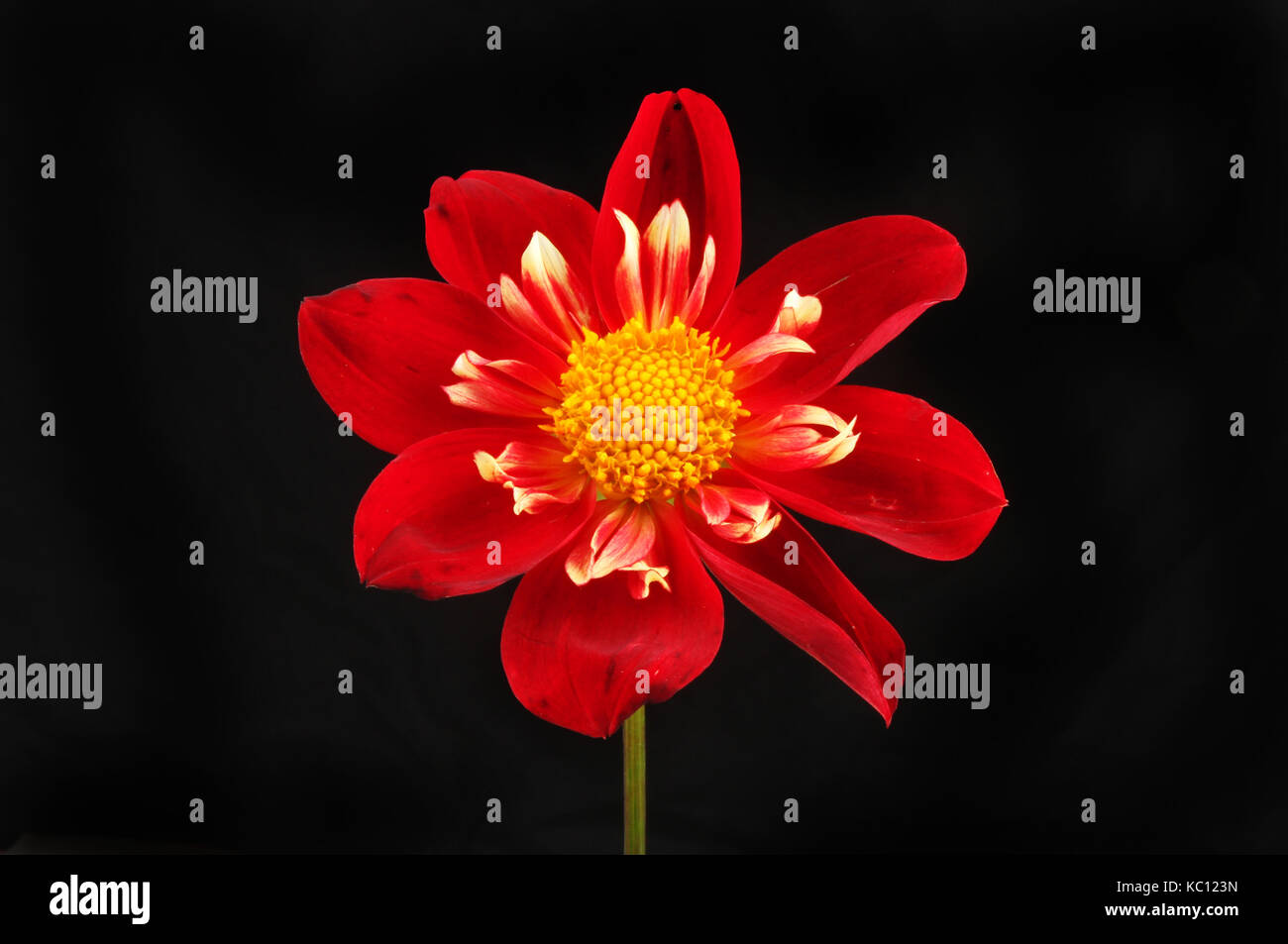 Fiery red dahlia flower isolated against black Stock Photo - Alamy