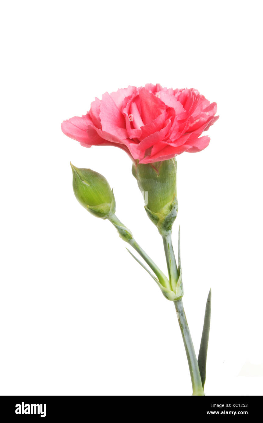 Pink carnation flower and bud isolated against white Stock Photo - Alamy