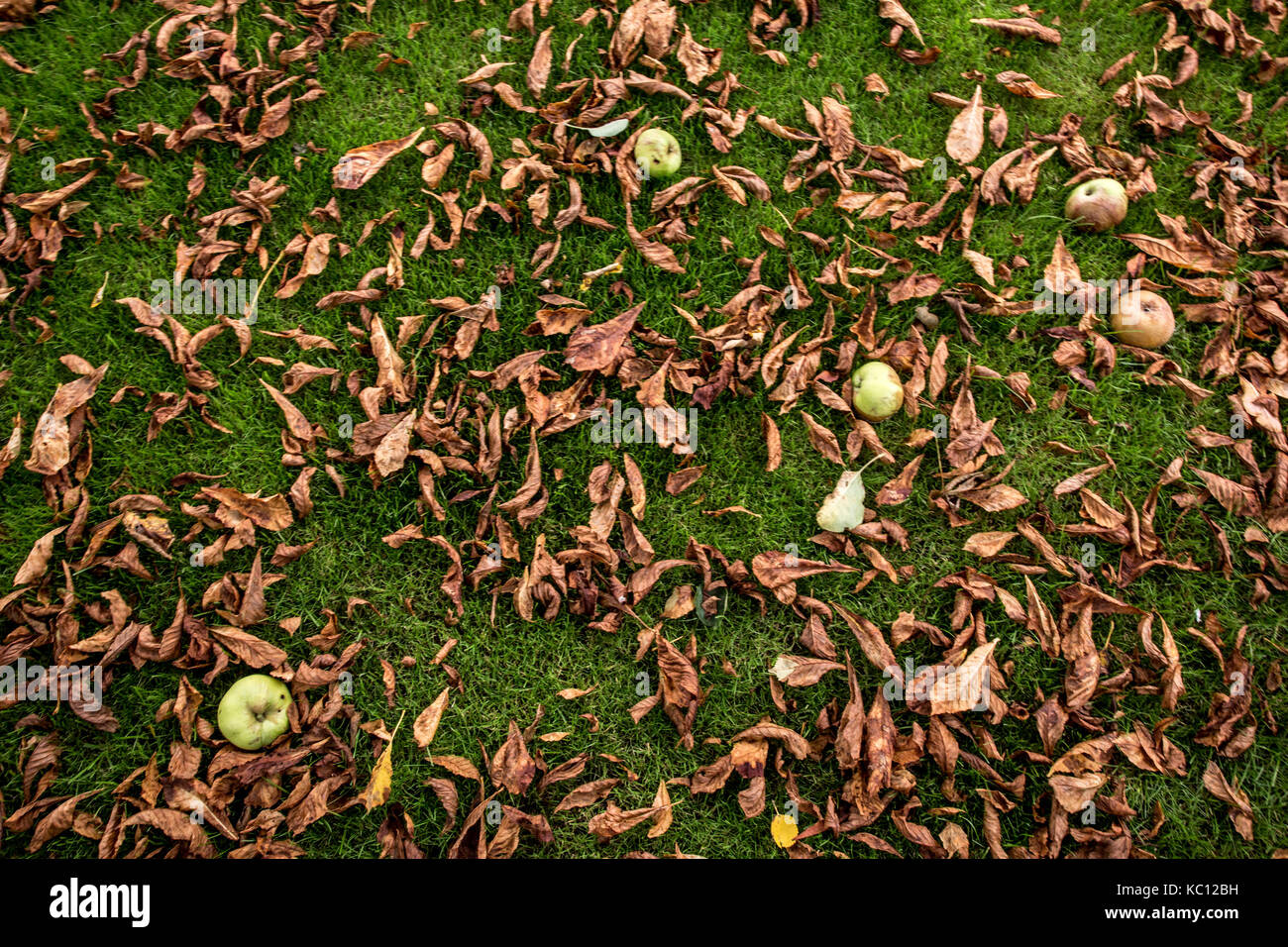 Autumn leaves and apple fall to the ground Stock Photo - Alamy