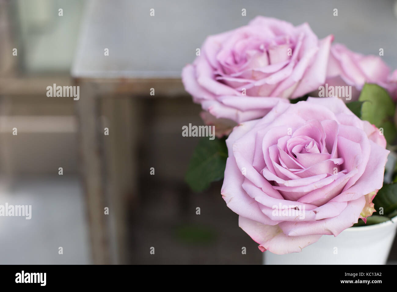 Purple roses on gray blur background , Beautiful Flowers DOF Stock ...