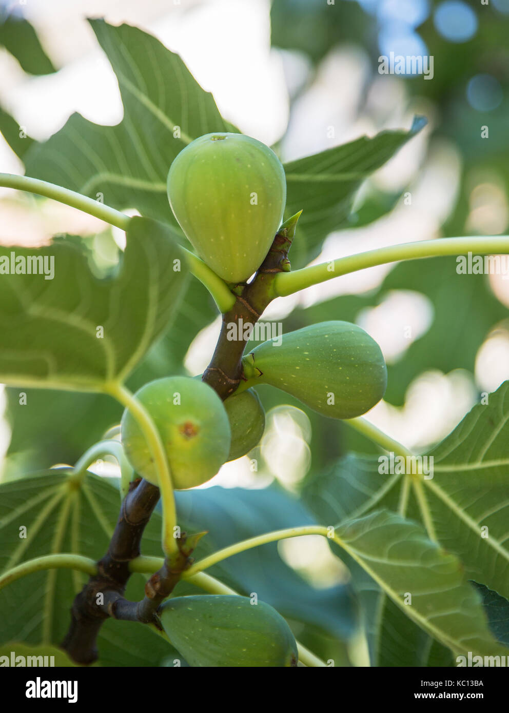 Ripe fig fruits on the tree Stock Photo - Alamy