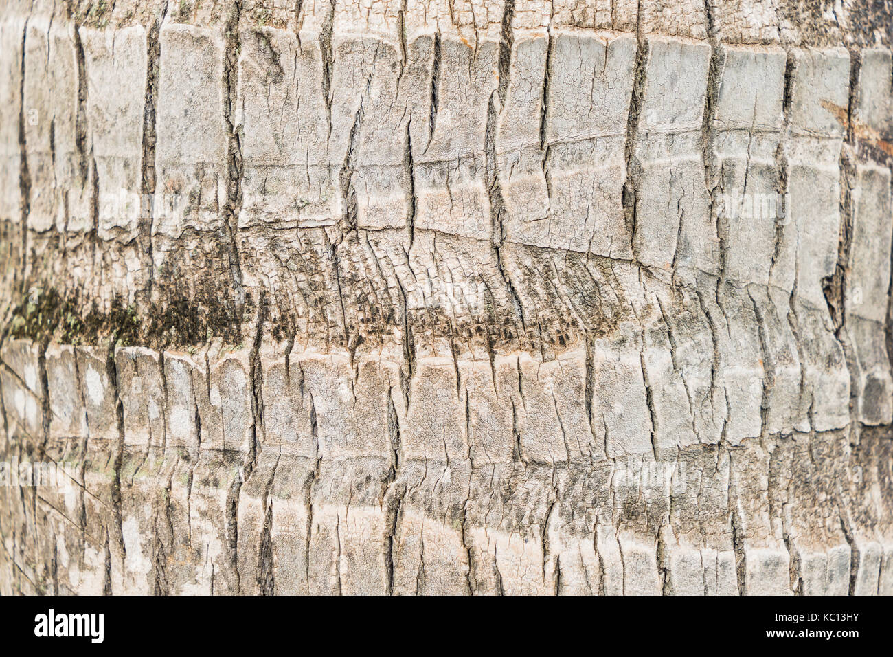 Coconut tree trunk hi-res stock photography and images - Alamy