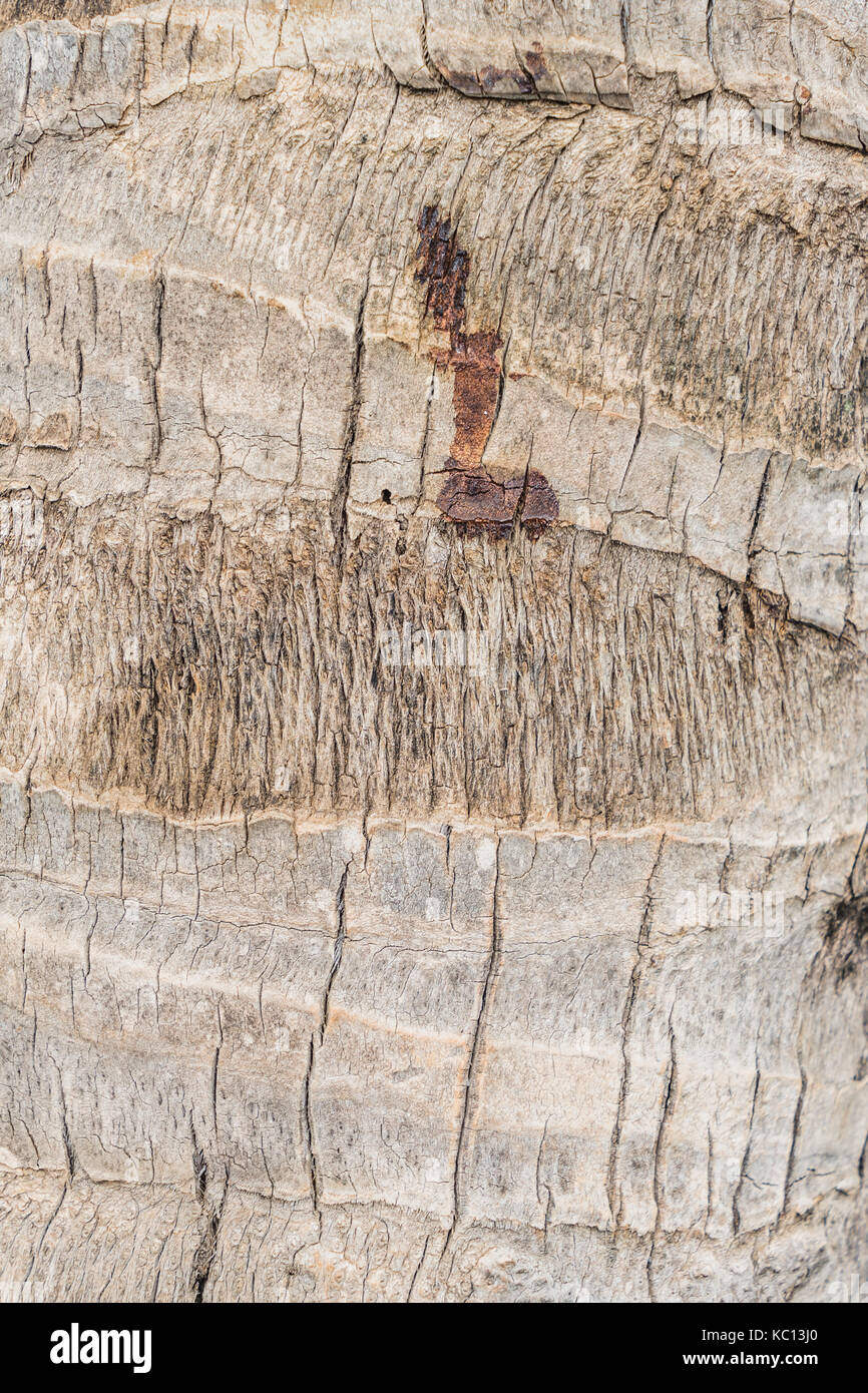 Coconut tree trunk texture background Stock Photo - Alamy