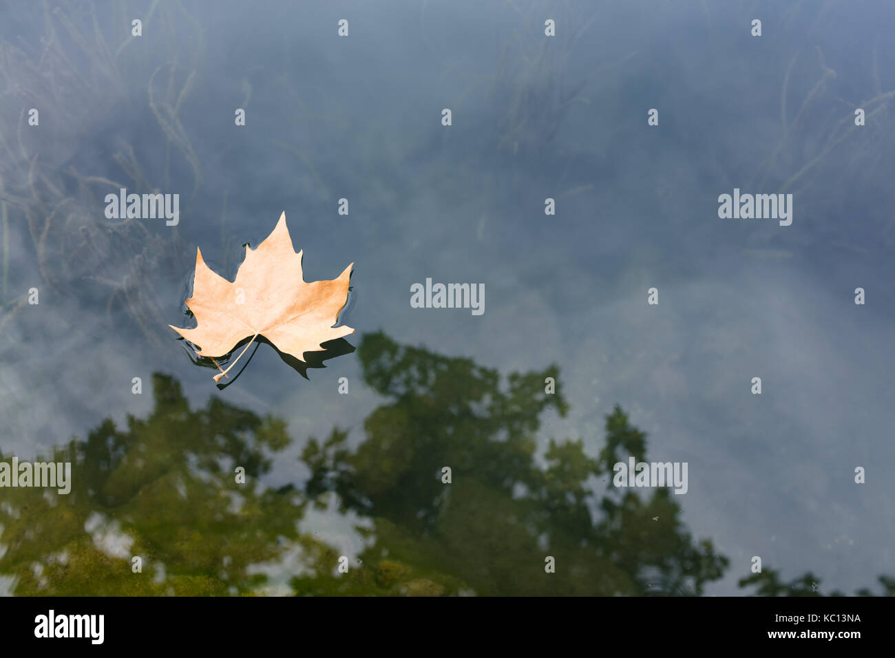 maple leaf floating in water, autumn colors Stock Photo - Alamy