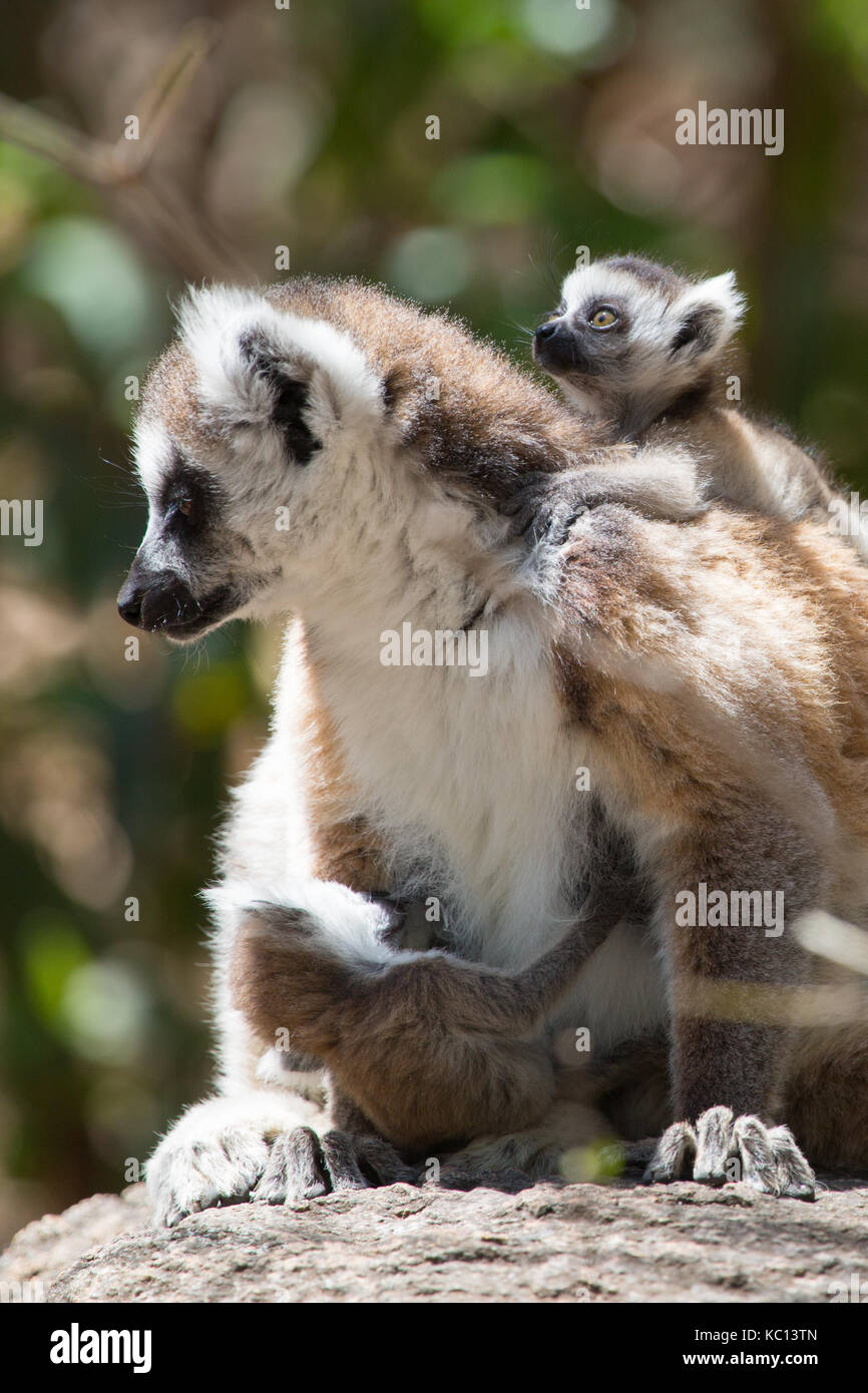 Lemur baby hi-res stock photography and images - Alamy