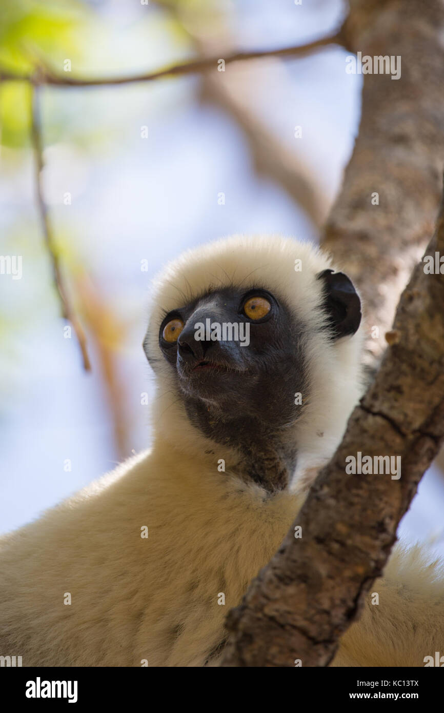 Von der Decken's Sifaka Lemur (Propithecus Deckenii) resting in tree ...