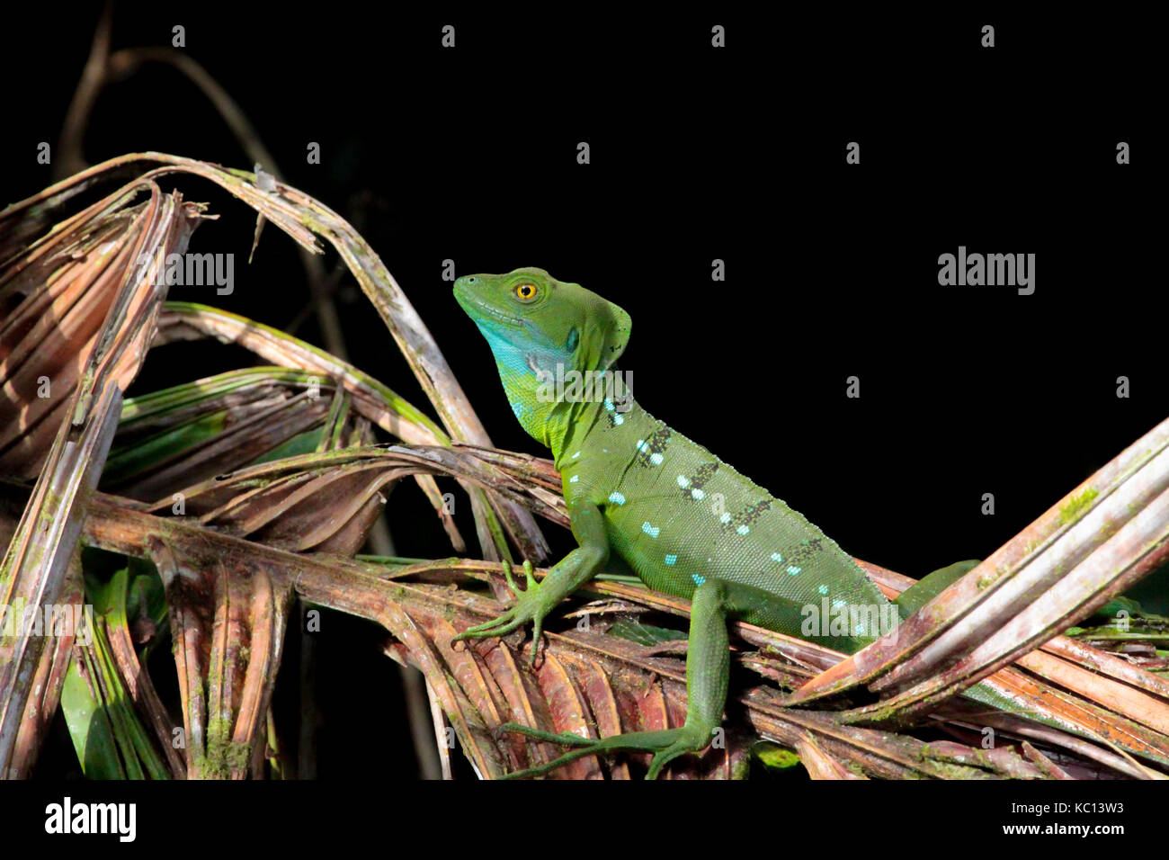 Jesus christ lizard basking hi-res stock photography and images - Alamy