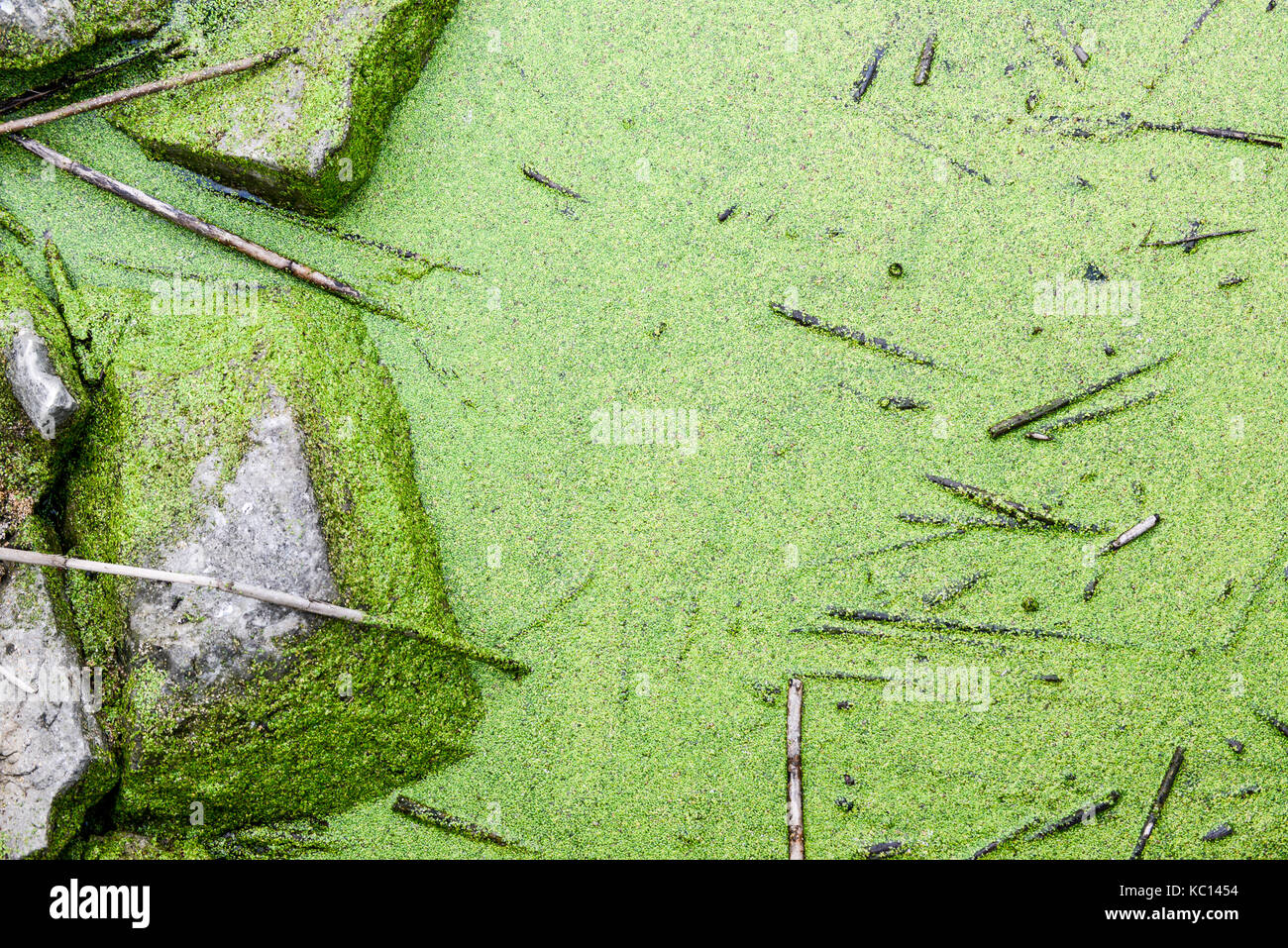 Close upmoss hi-res stock photography and images - Alamy