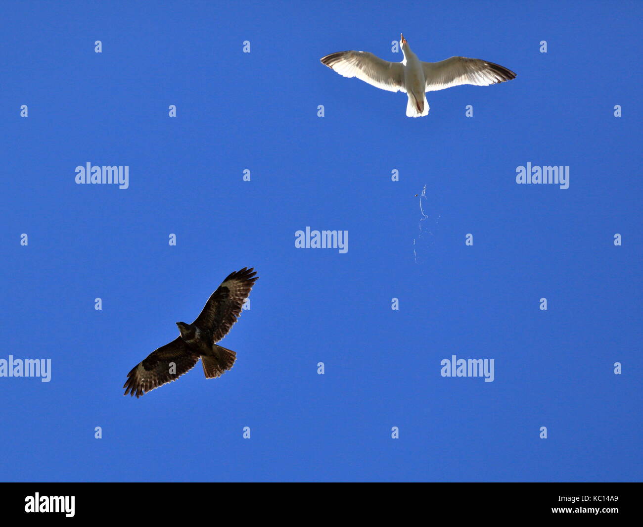 Aggressive and angry herring gull, wildly mobbing buzzard and ...