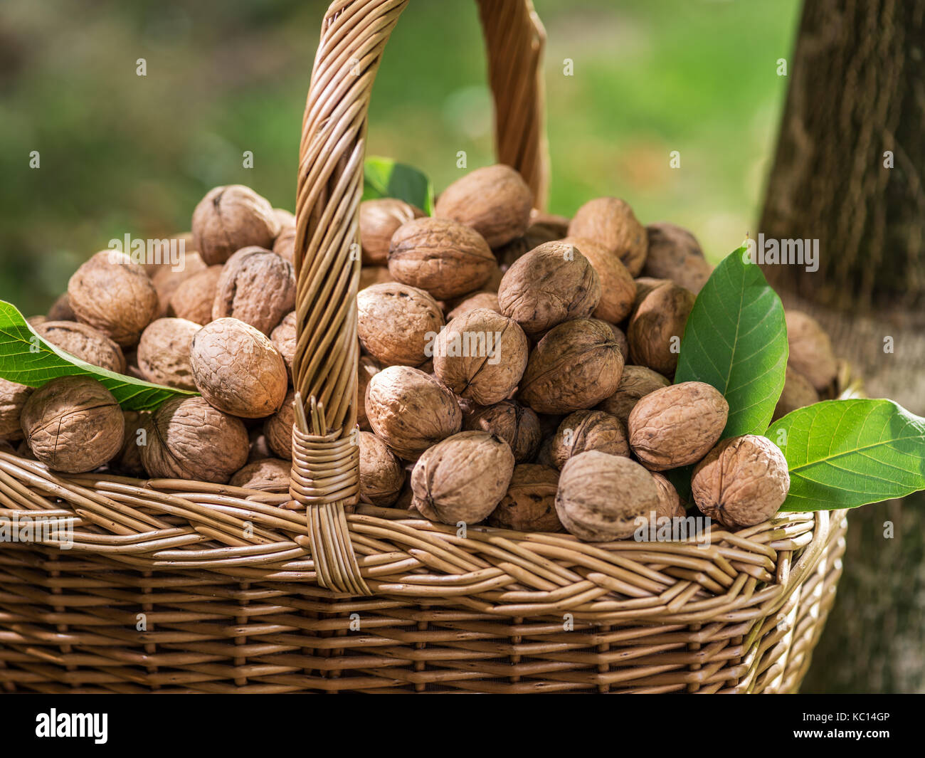 Walnut harvest. Walnuts in the basket on the garden background Stock ...