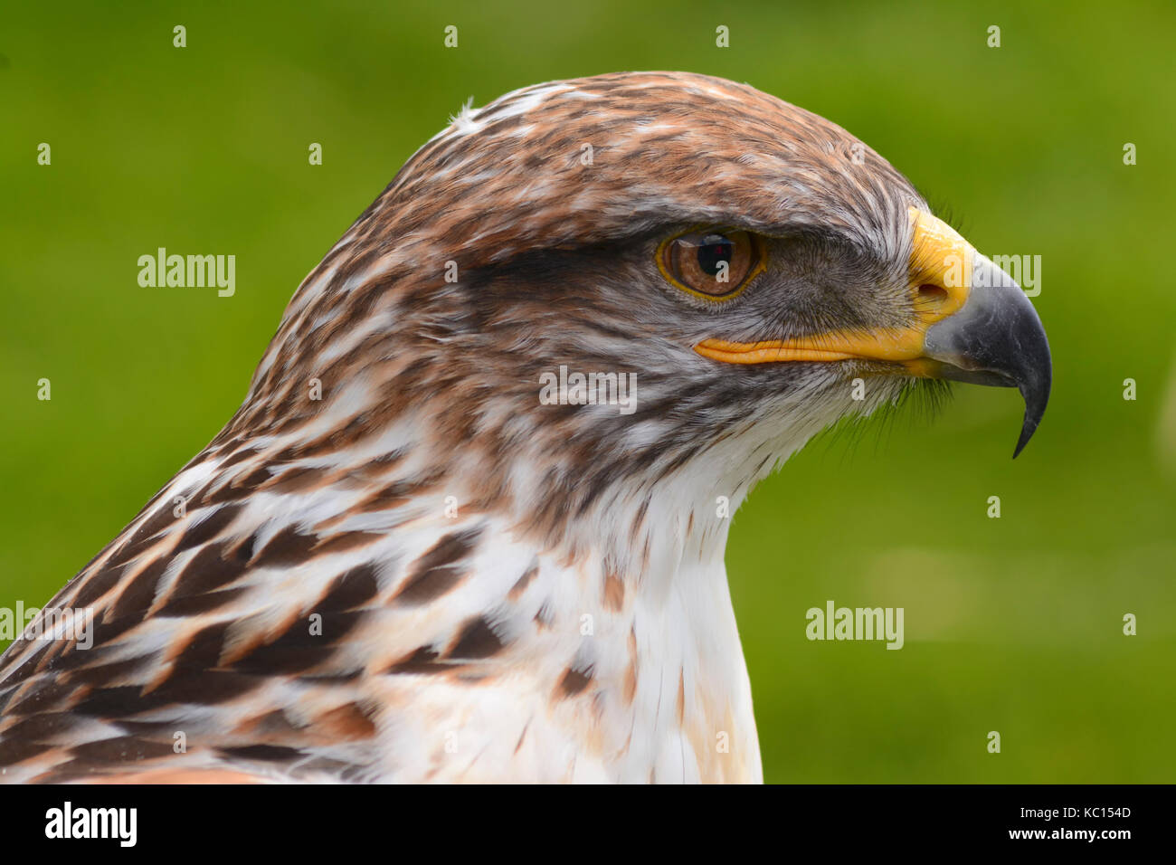 Saker falcon wild hi-res stock photography and images - Alamy