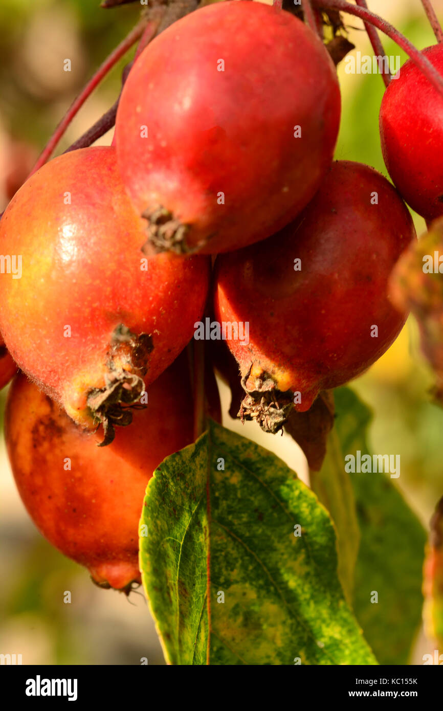 Rose with edible hips hi-res stock photography and images - Alamy