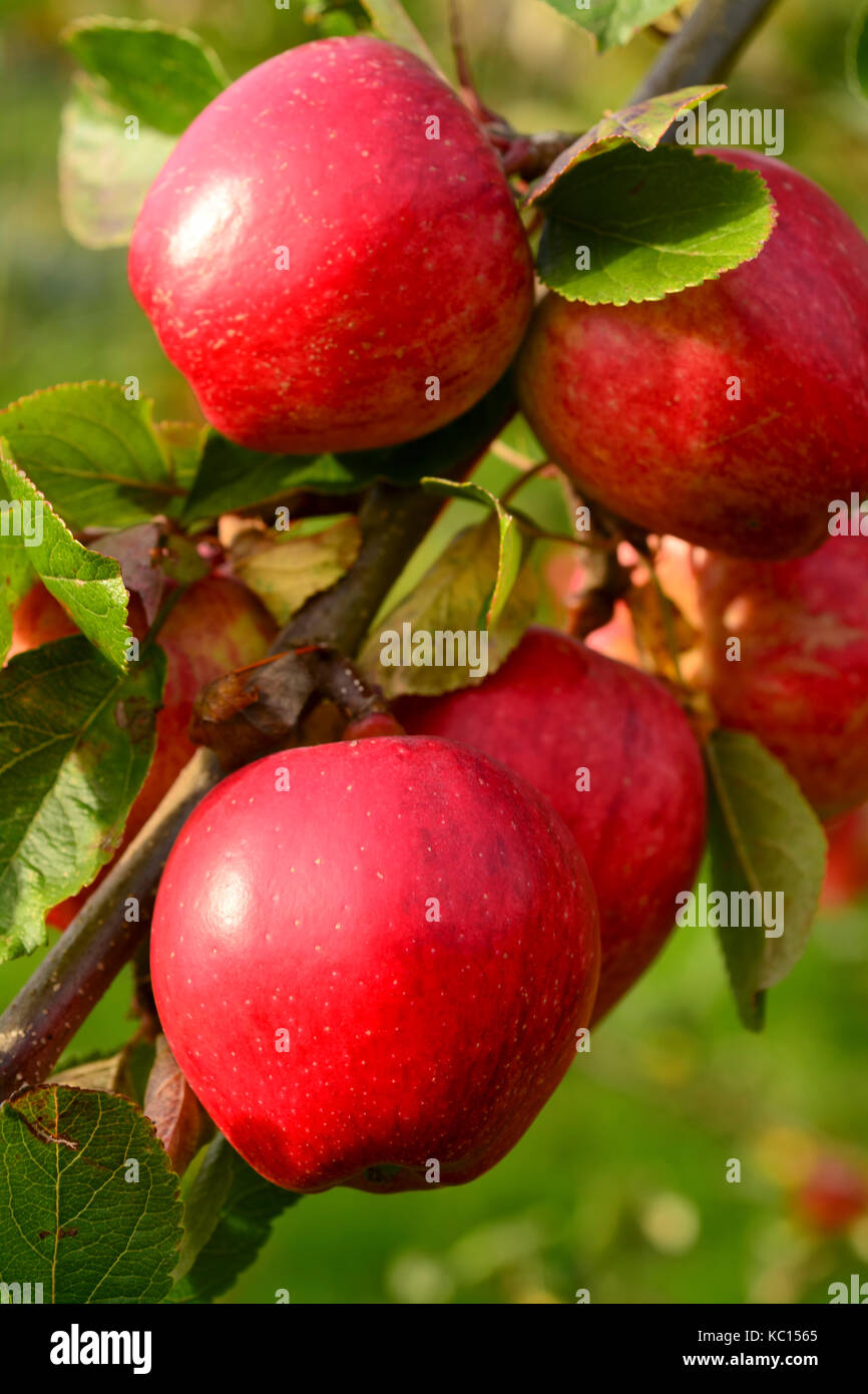 Bright Red Apples on a tree branch, this orchard fruit is a healthy ...