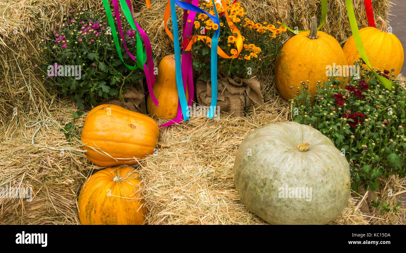 Harvest of pumpkins, squash, gourds and chrysanthemums arranged on ...