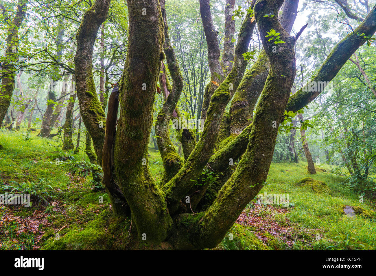 Moss covered trees in a forest with fast flowing stream in North Wales ...