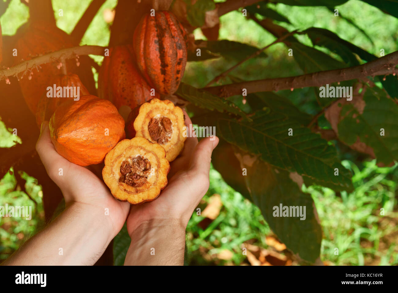 Farmer hold open cacao pod on sunny plantation background Stock Photo ...
