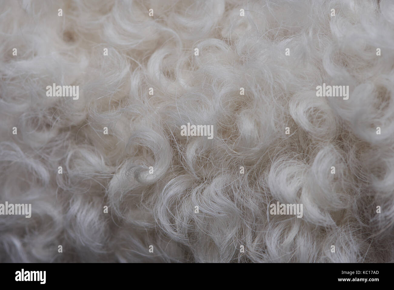 White fur texture close-up. Sheep soft wool surface Stock Photo - Alamy