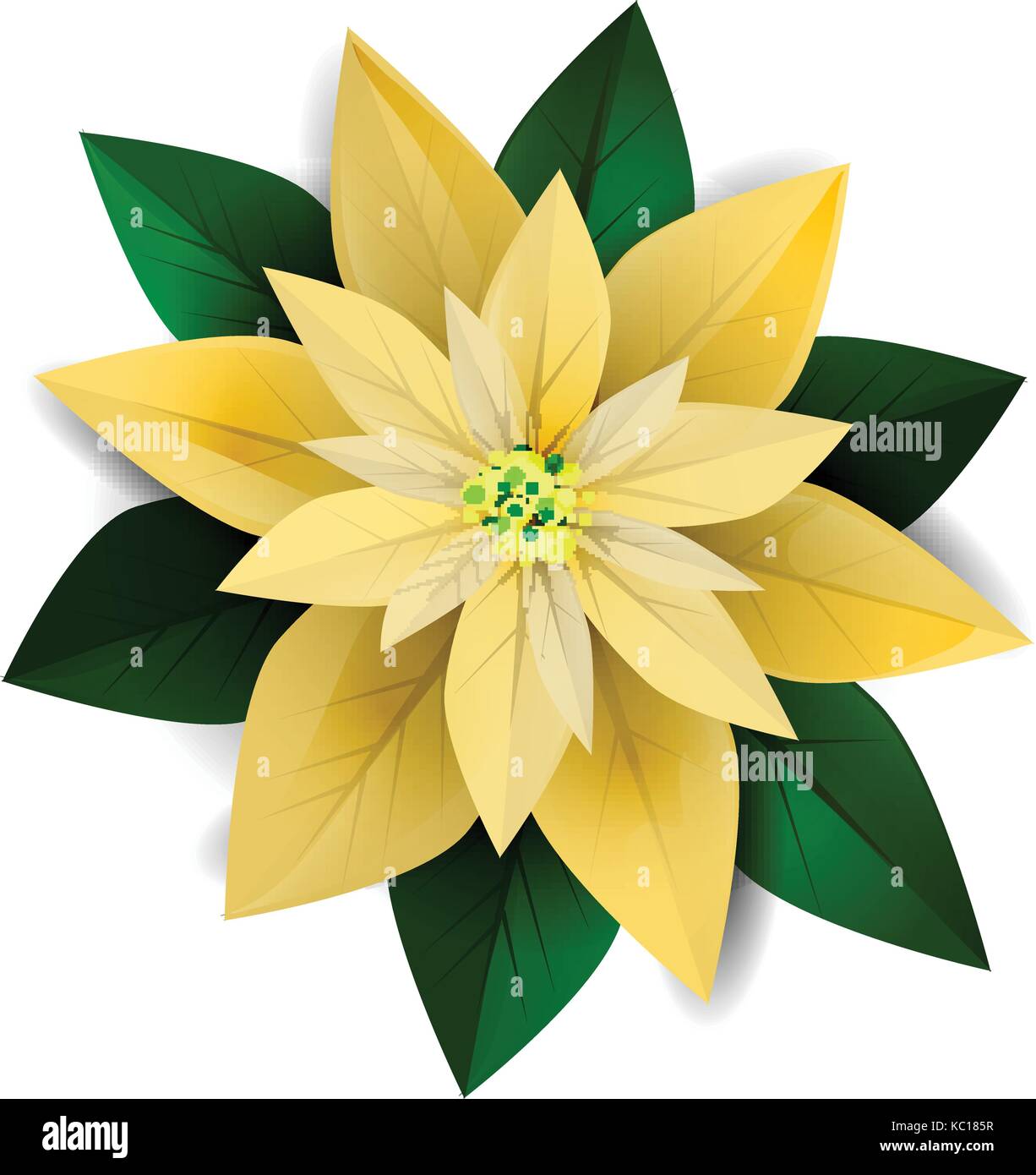 Poinsettia, Christmas Star vector icon Stock Vector Image & Art - Alamy