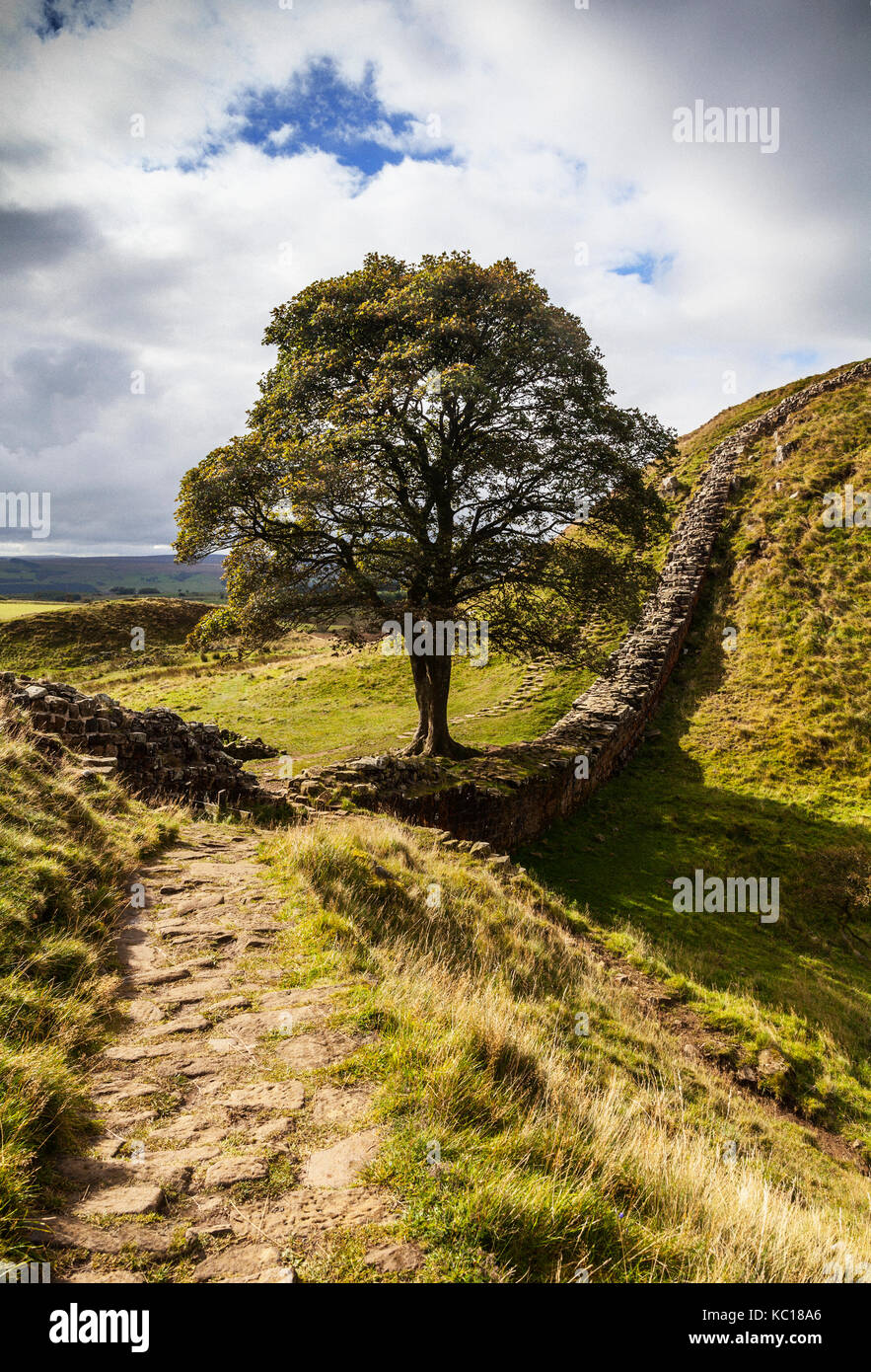 The Sycamore Gap tree at Winshields on Hadrian's Wall,the 2nd Century ...