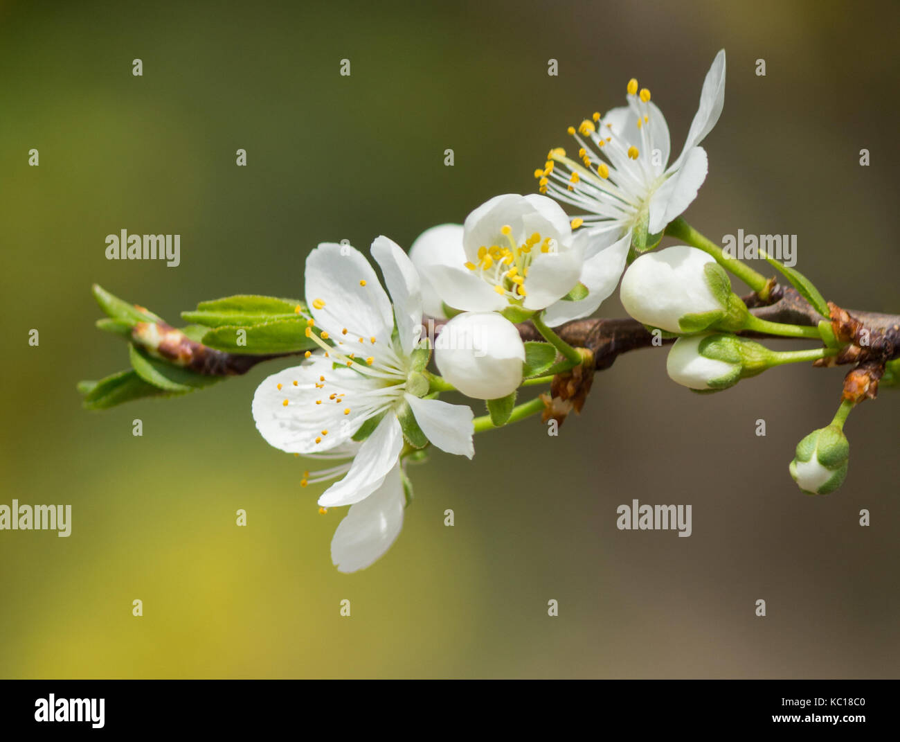 Spring flowers of plum Stock Photo - Alamy