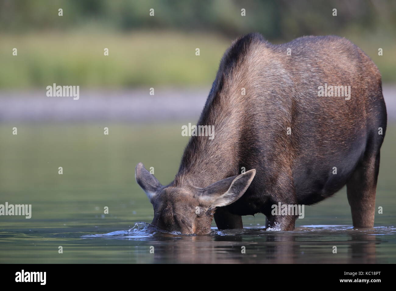 Moose Feeding in Pond in Glacier National Park in Montana Stock Photo ...