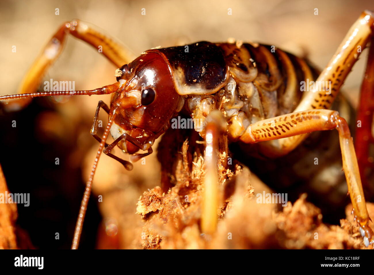 Weta insect new zealand hi-res stock photography and images - Alamy