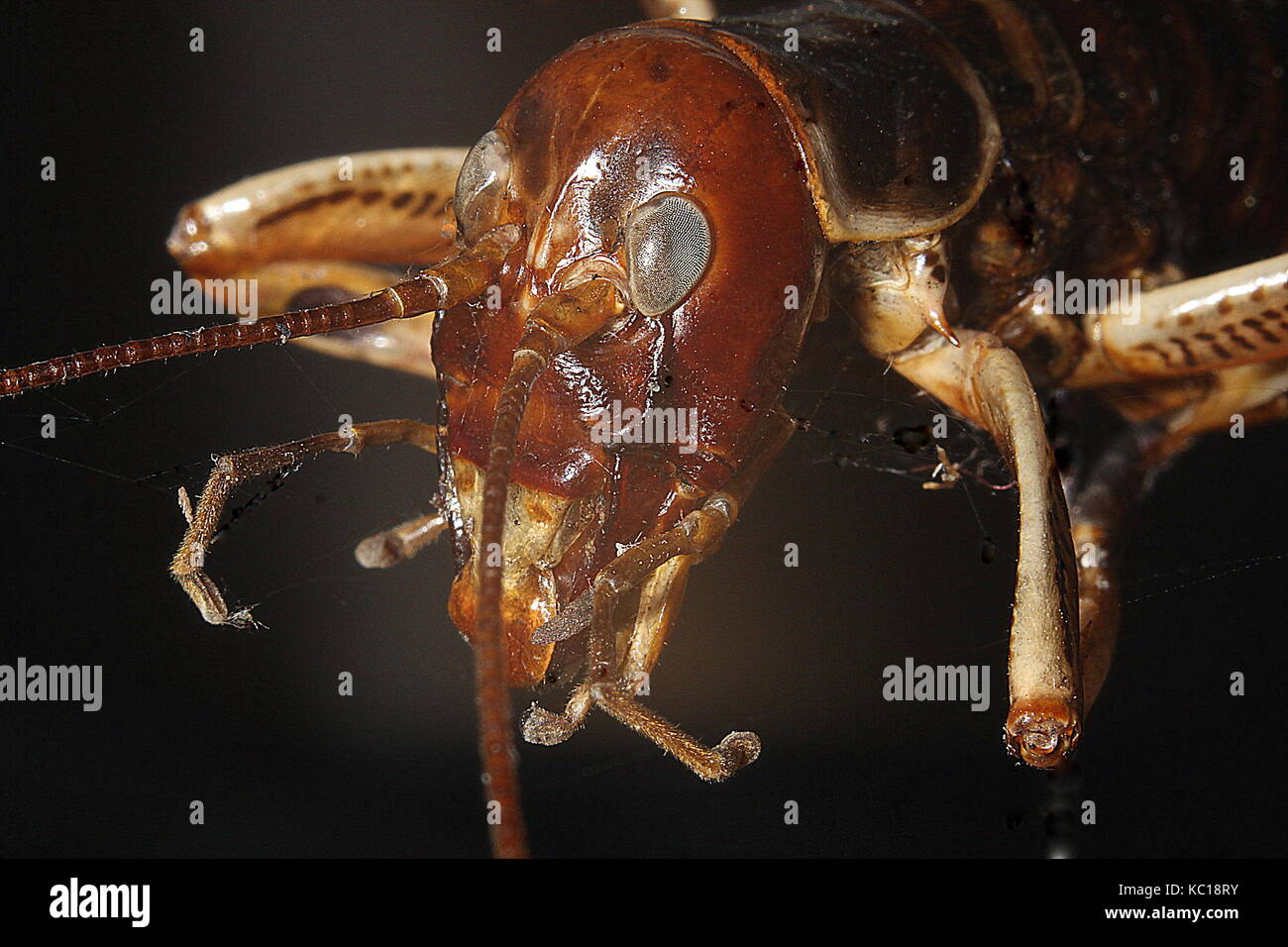 New Zealand tree weta Stock Photo - Alamy
