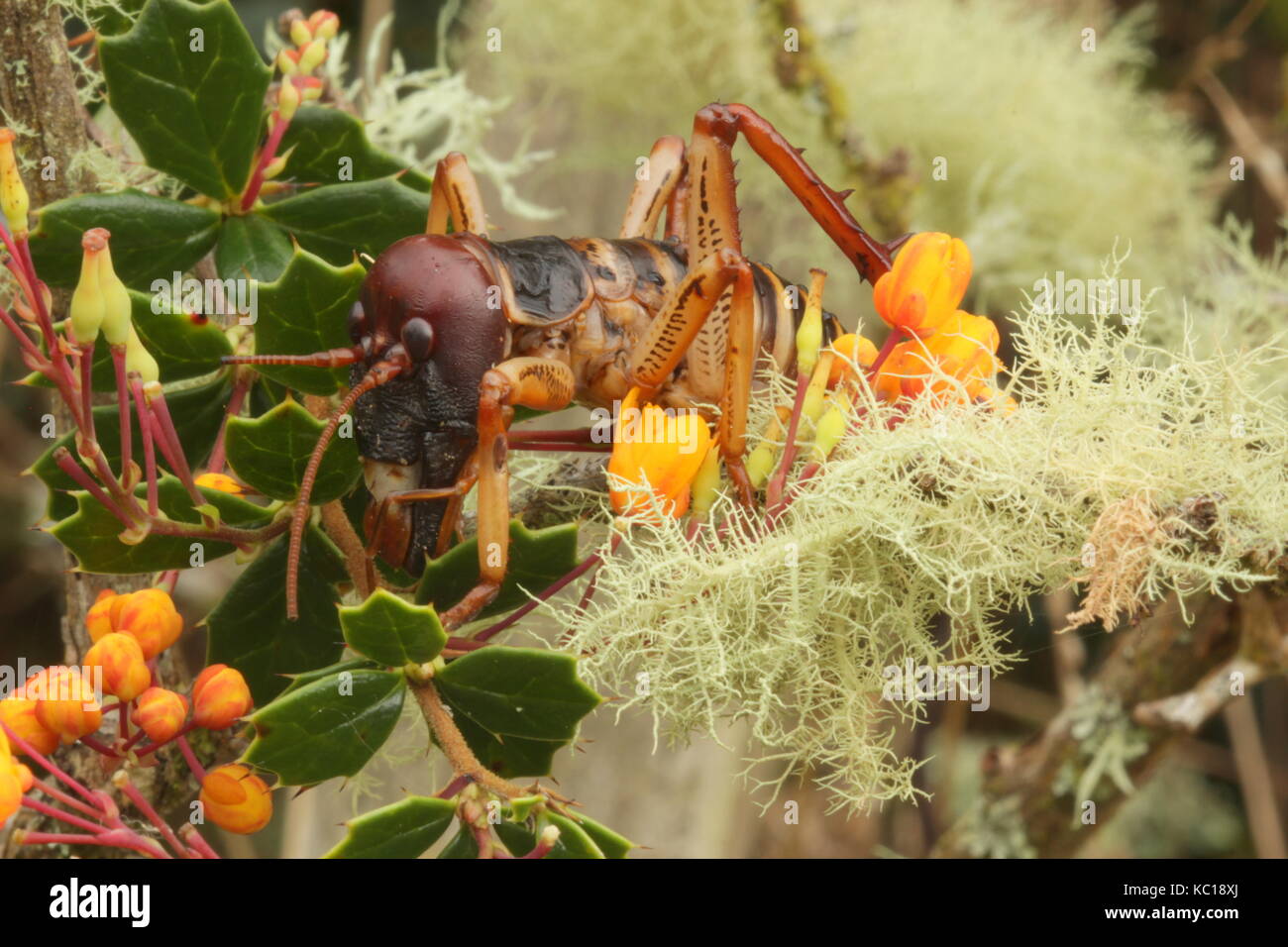 Weta insect new zealand hi-res stock photography and images - Alamy