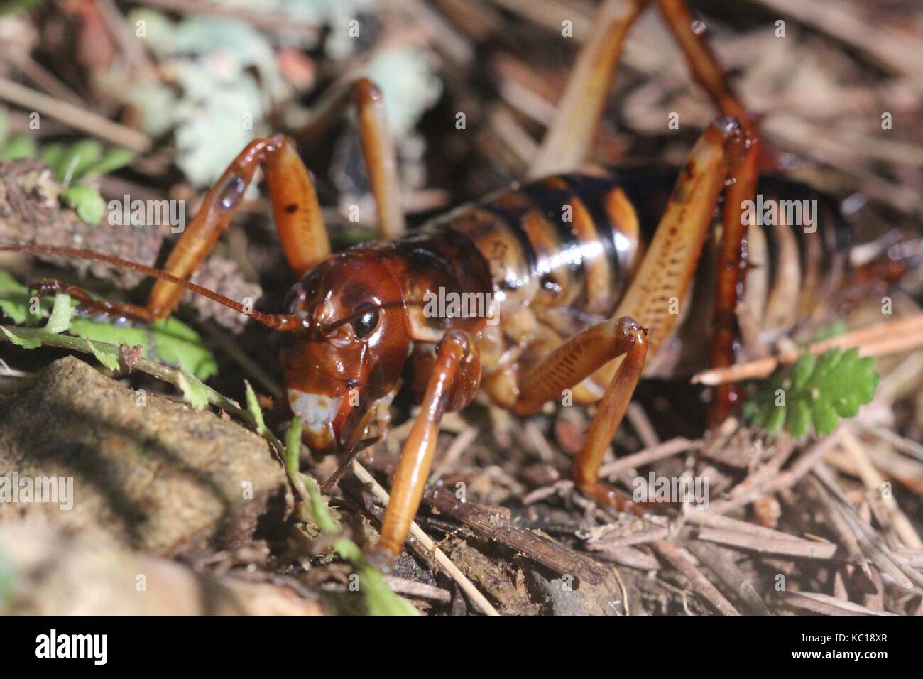 New Zealand tree weta Stock Photo - Alamy