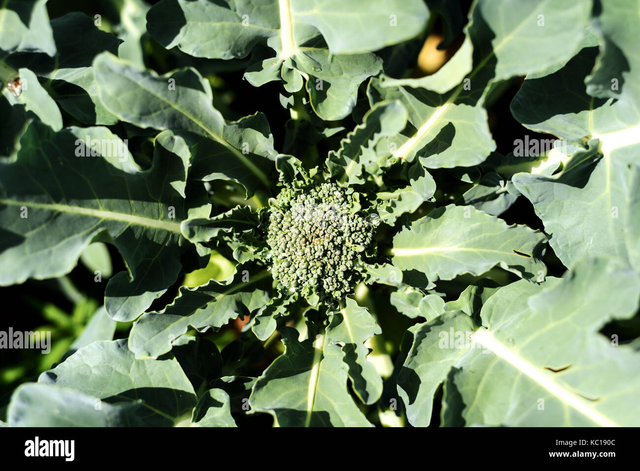 Overhead aerial view of an organic broccoli plant growing in a garden ...