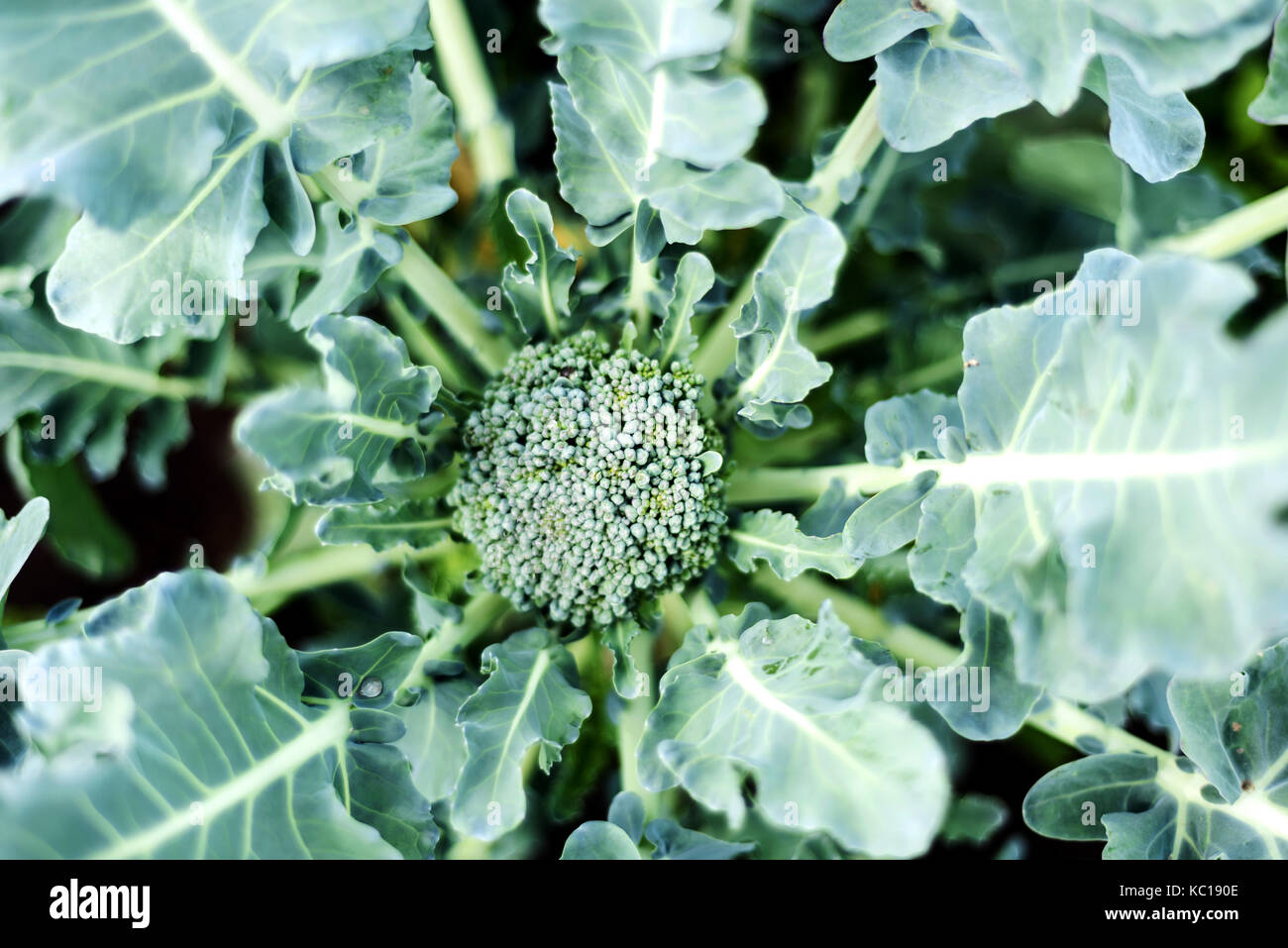 Overhead aerial view of an organic broccoli plant growing in a garden ...