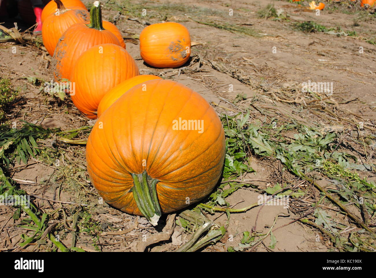 Orange pumpkins in line hi-res stock photography and images - Alamy