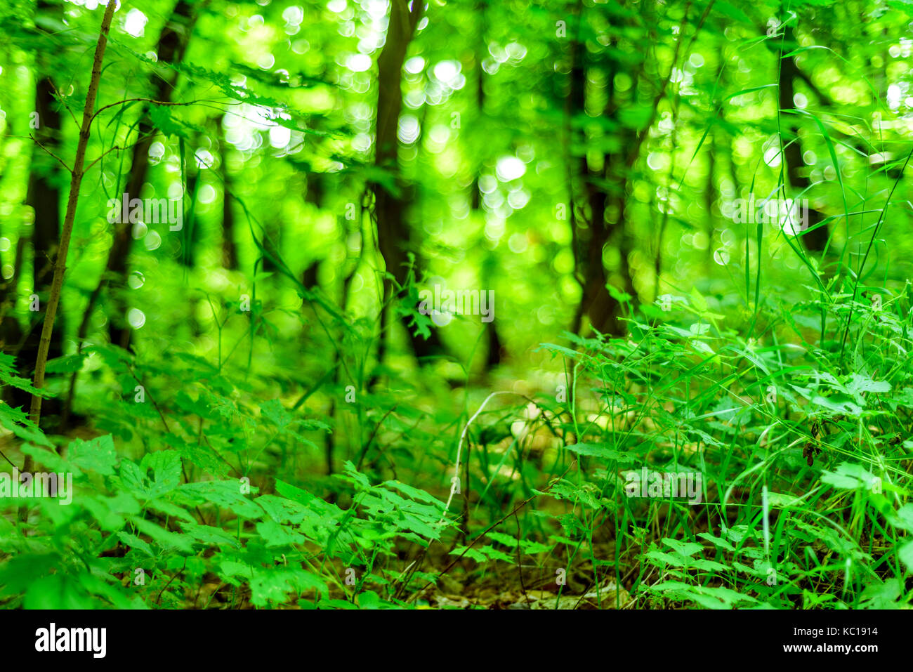 Lush green forest hi-res stock photography and images - Alamy
