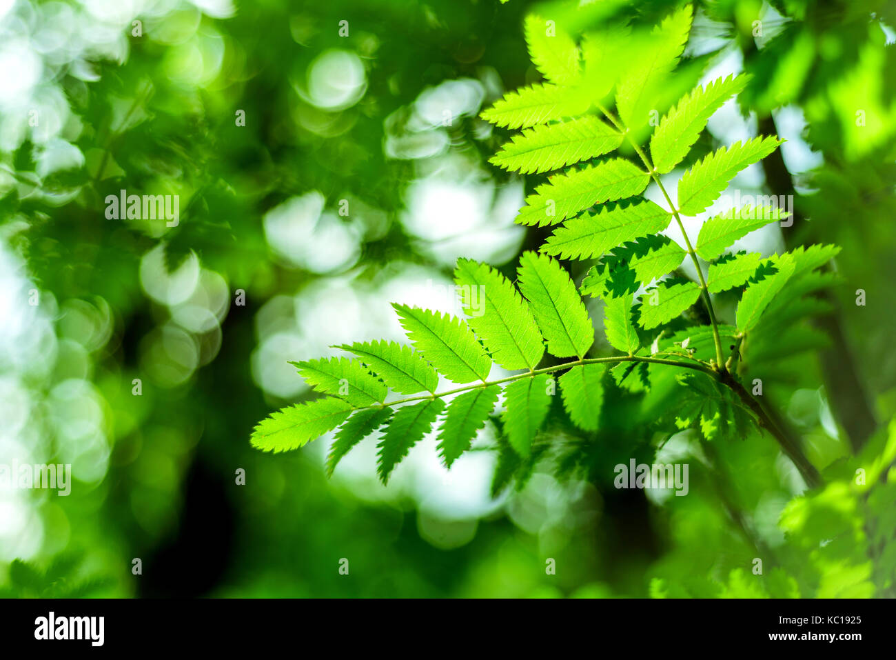 Early morning sunlight shines through lush green forest leaves in a ...