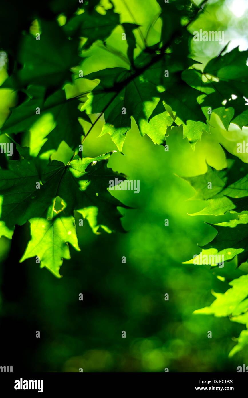 Early morning sunlight shines through lush green forest leaves in a ...