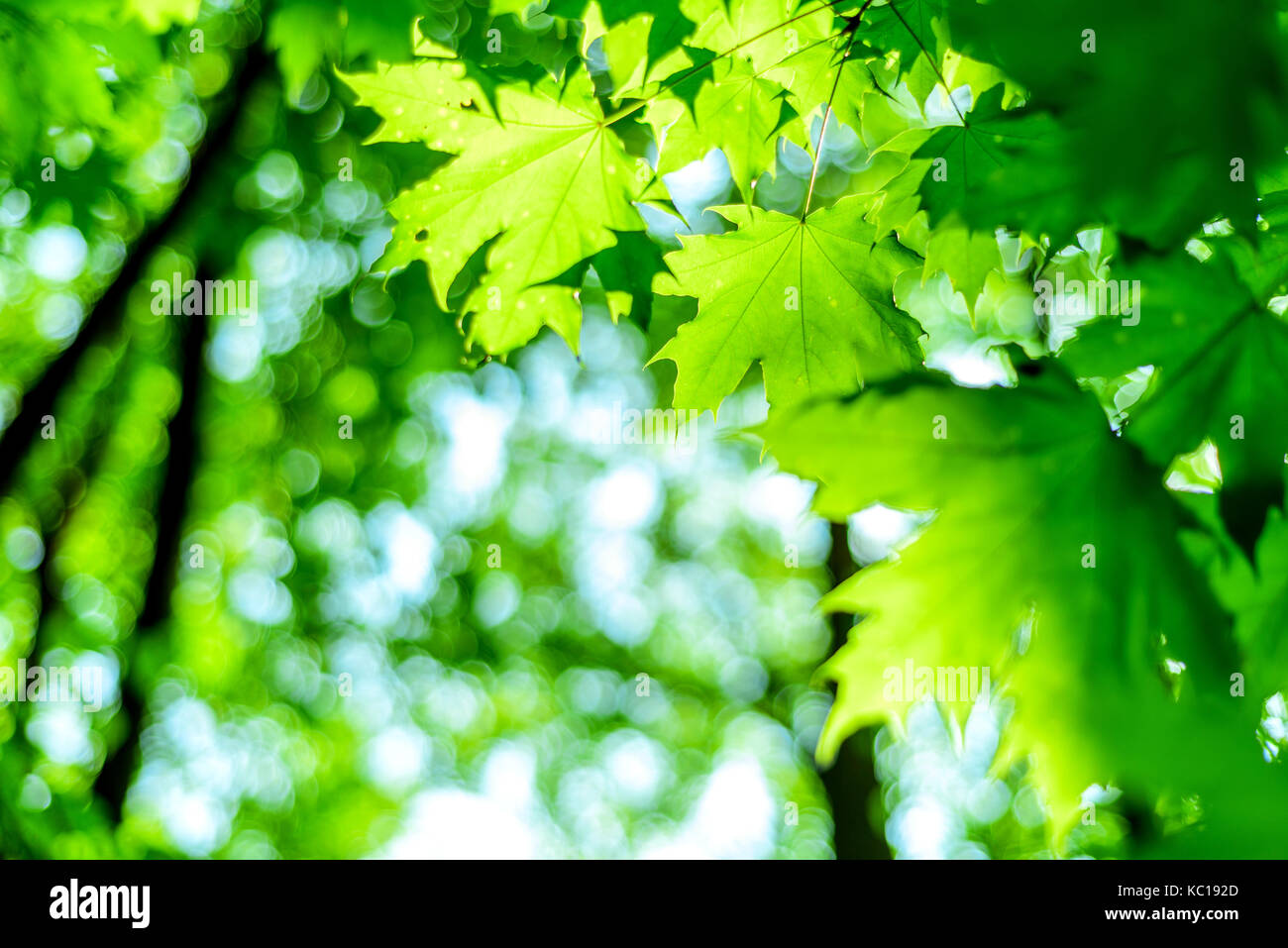 Early morning sunlight shines through lush green forest leaves in a ...