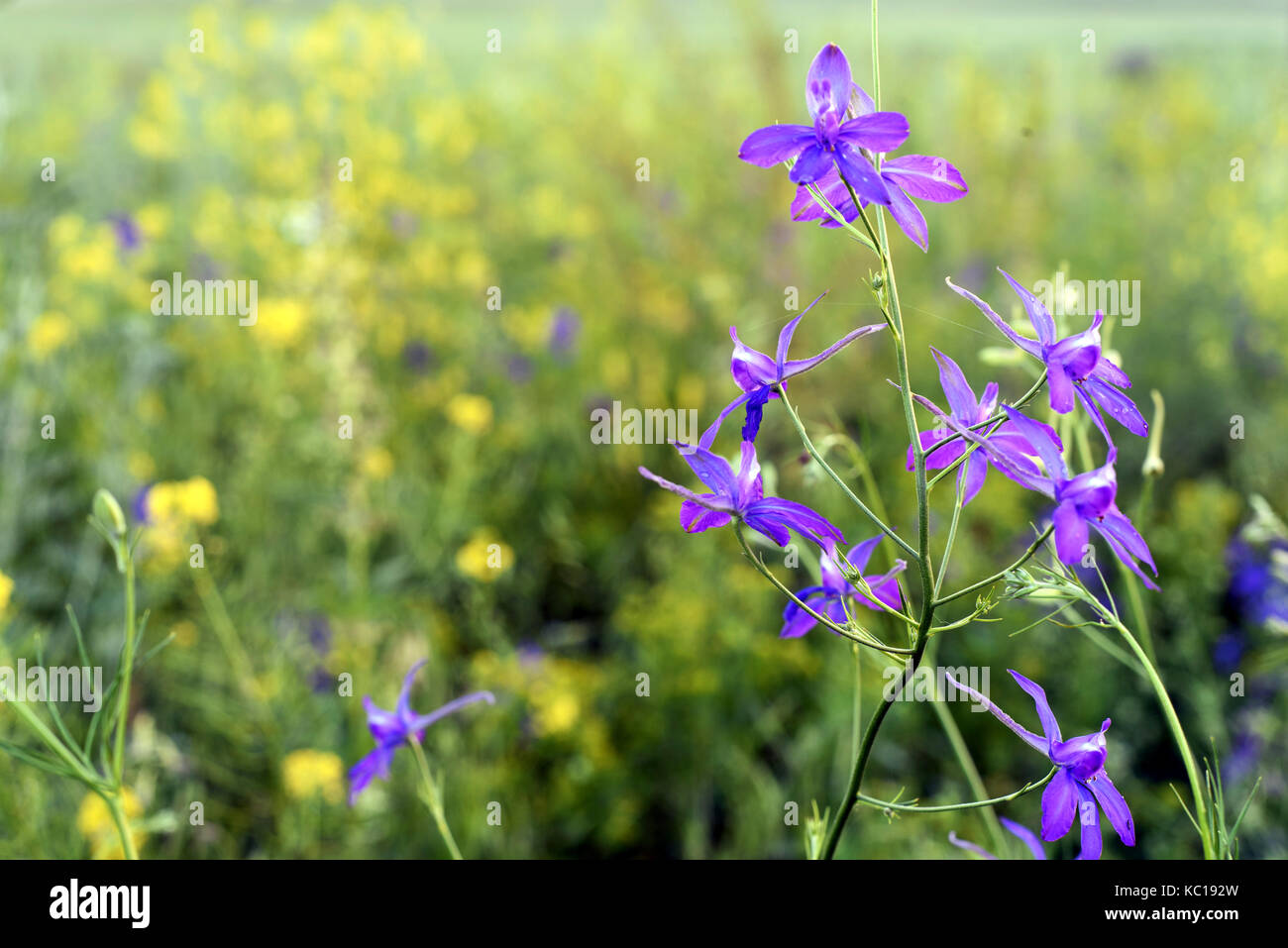 Wild larkspur hi-res stock photography and images - Alamy