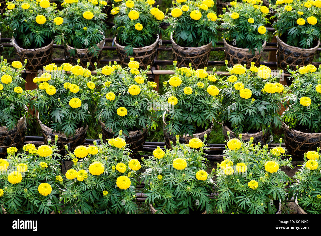 Yellow daisy hi-res stock photography and images - Alamy