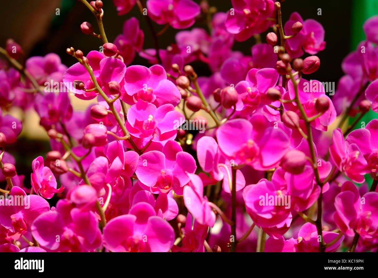 Beautiful violet moth orchid flowers in spring Stock Photo - Alamy