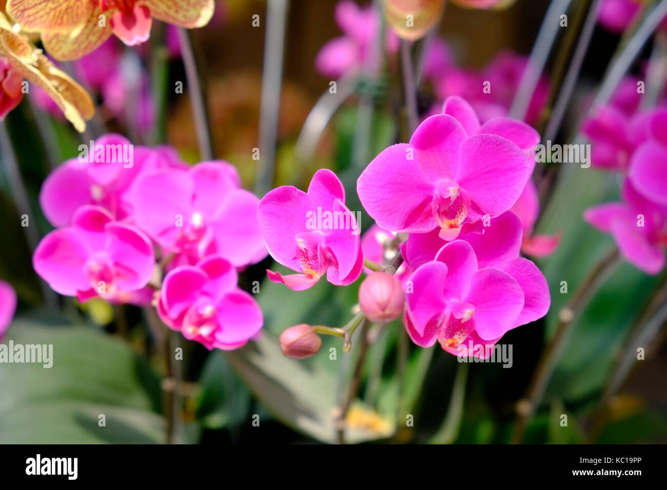 Beautiful violet moth orchid flowers in spring Stock Photo - Alamy