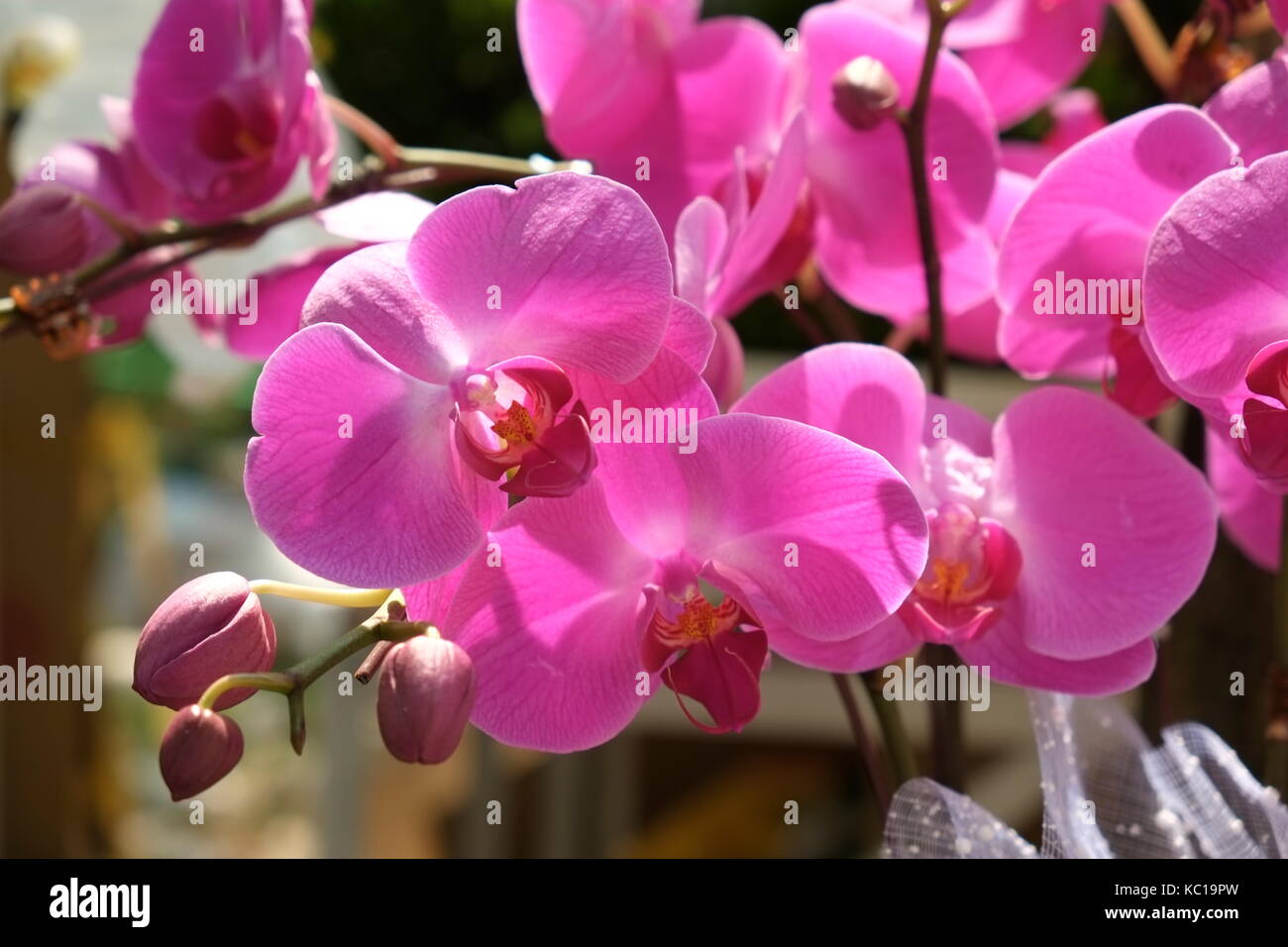 Beautiful violet moth orchid flowers in spring Stock Photo - Alamy